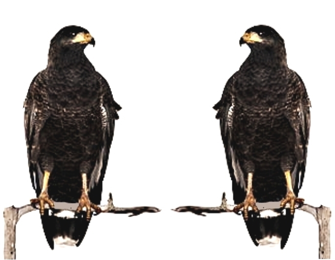 Añoranzas de mi Tierra - Cuba: Gavilán cangrejero: Una ave endémica de Cuba