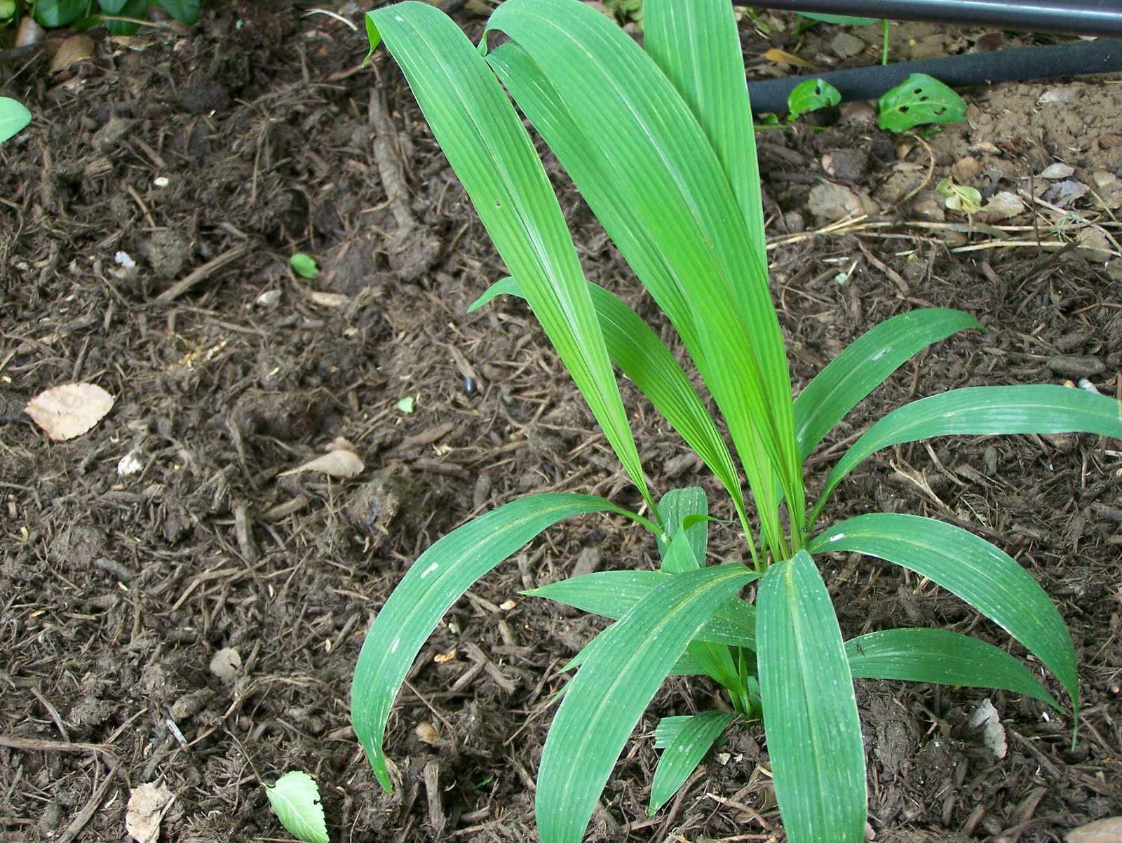 Patchwork Garden: Foliage Follow-Up, April, 2010