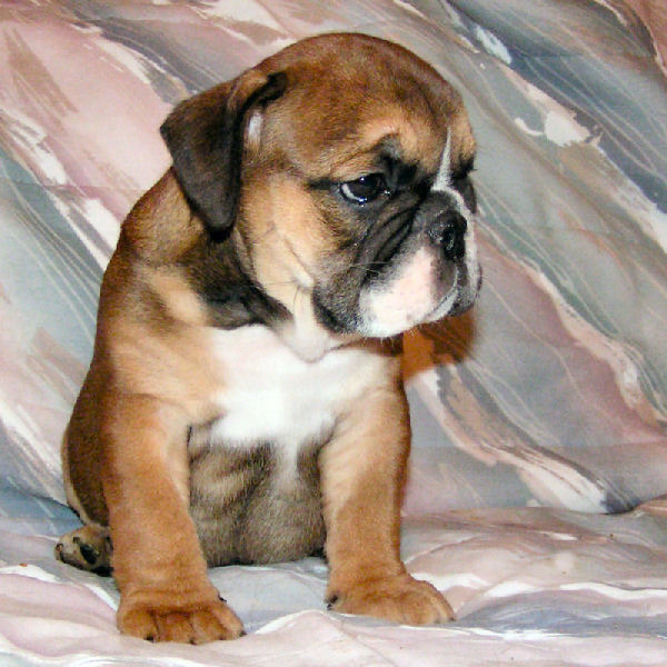 Puppy Gal's English Bulldogs: Mr. Grumpy (English bulldog from Puppy Gal)