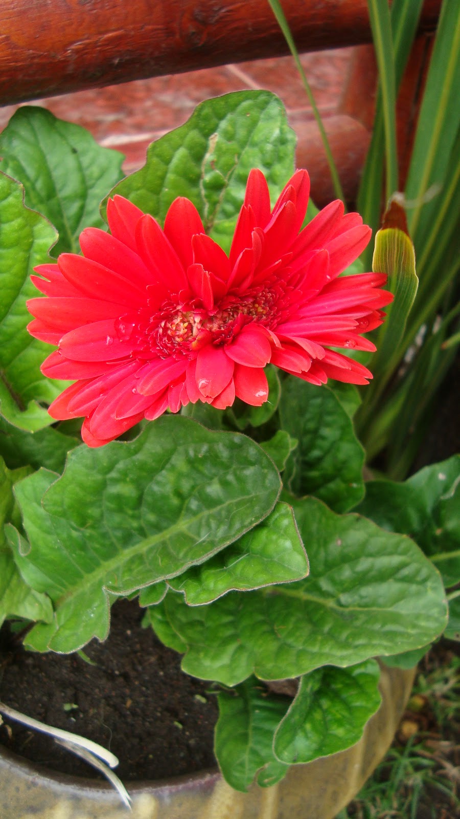 Javi`s Garden: .-Gerbera.-