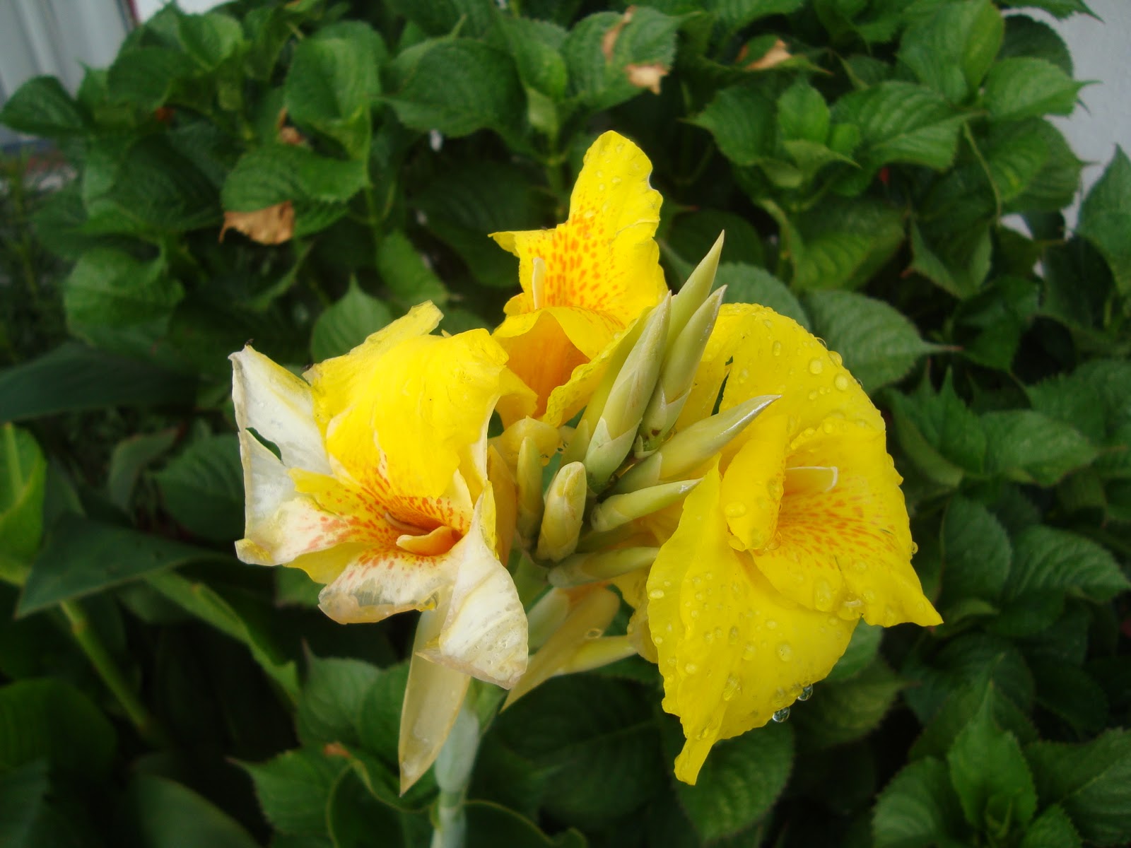 Javi`s Garden: .-Achiras.-
