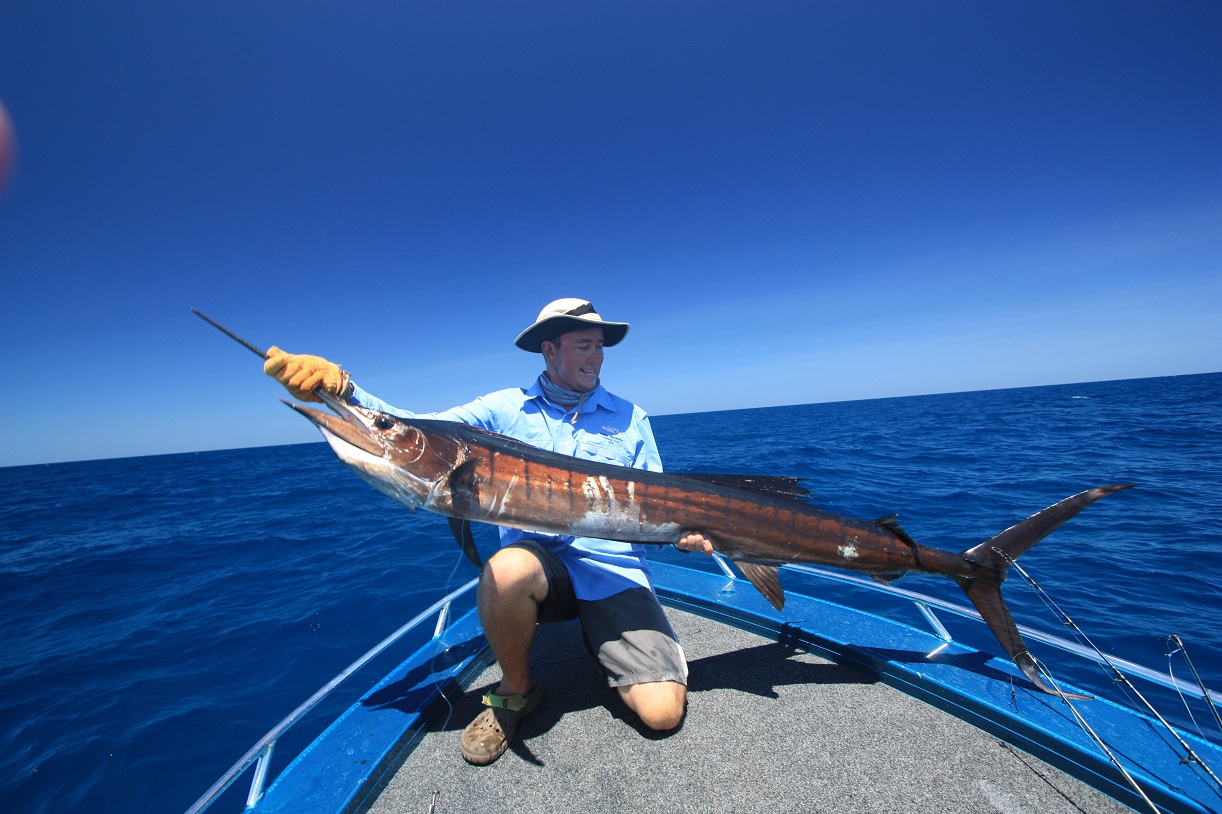Weipa Sports Fishing: Crazy Sailfish Action