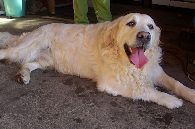 Cachorros de ....: -MACHO GOLDEN RETRIEVER-
