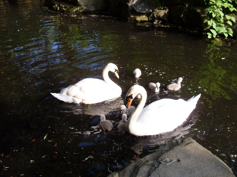 ☆Sharon's Sunlit Memories☆: The Splendour Book of Ballet