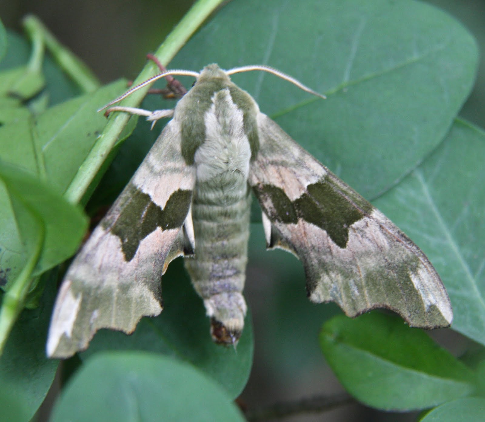 Birding with Flowers: Lime Hawk Moth