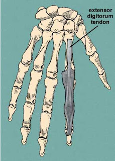 The thigh bone is connected to the...: Extensor expansion and extensor ...