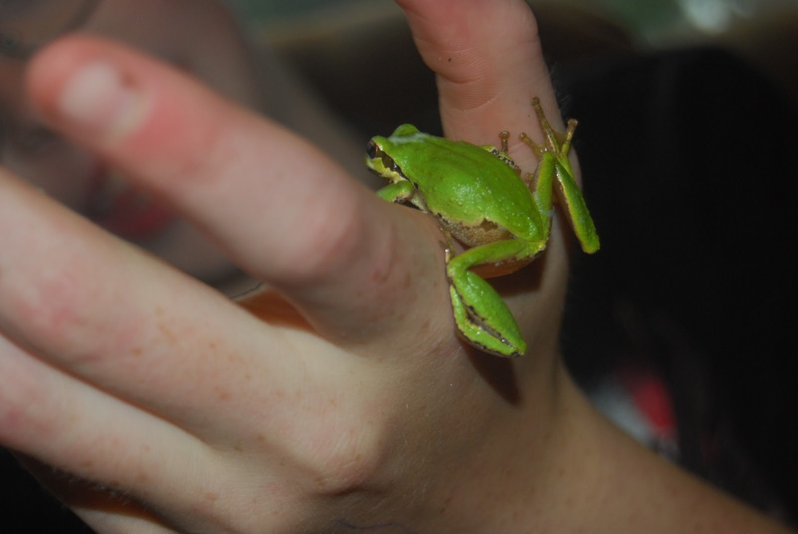 Homegrown and Heartgrown: Garumph went the little green frog one day.......