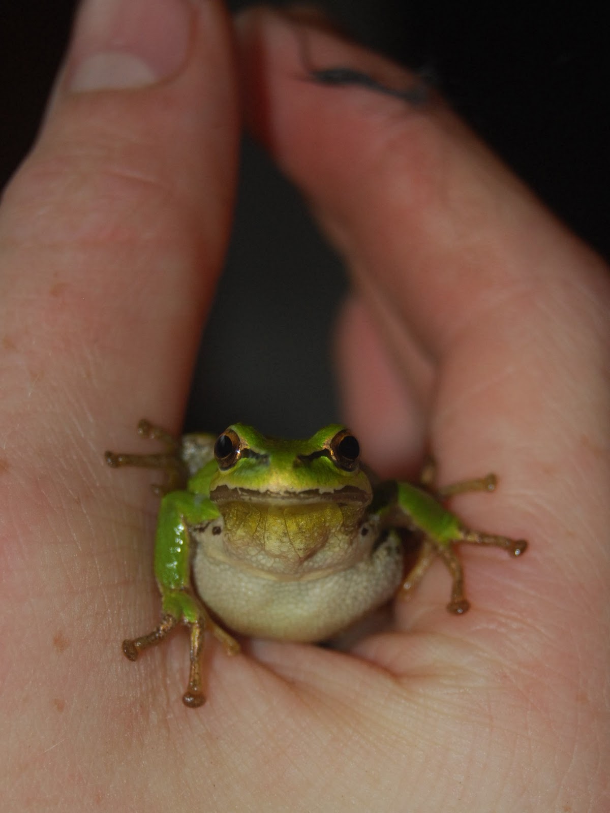 Homegrown and Heartgrown: Garumph went the little green frog one day.......