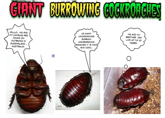 Feki: Giant Burrowing Cockroaches