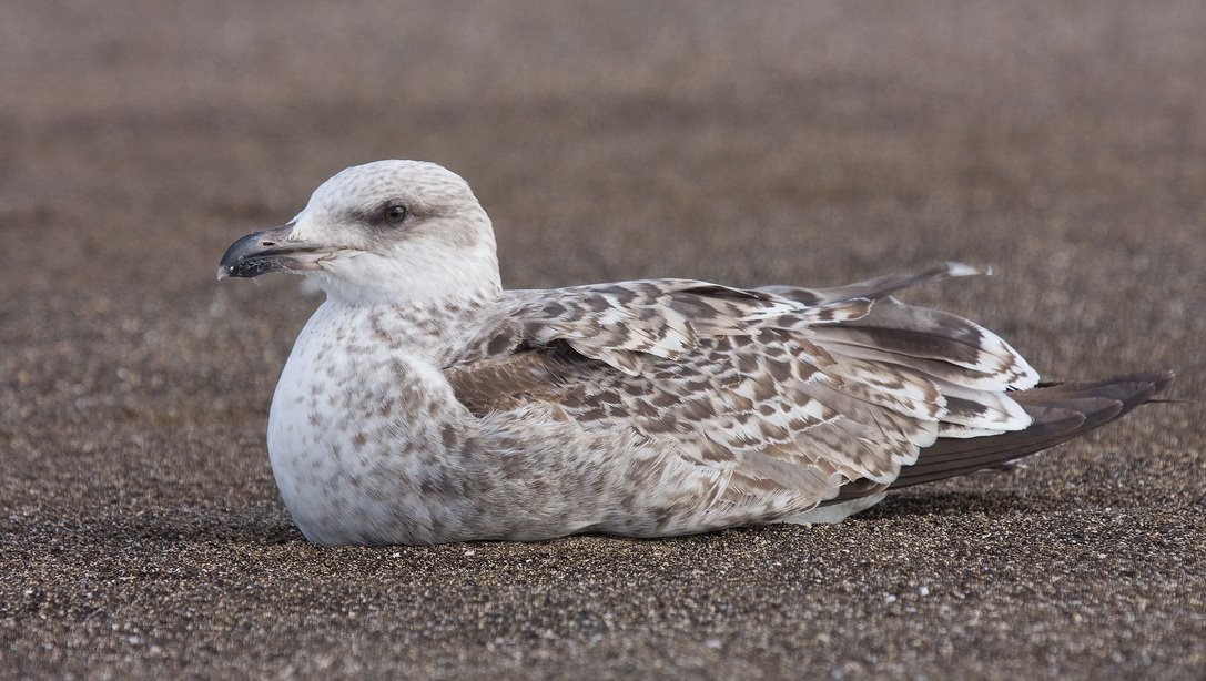 Naturaleza de Anaga: Fauna: La gaviota