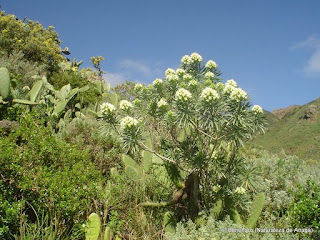 Naturaleza de Anaga: Flora: El tajinaste blanco