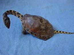 Mutantes F.T.X: Animais Mutantes e humanos