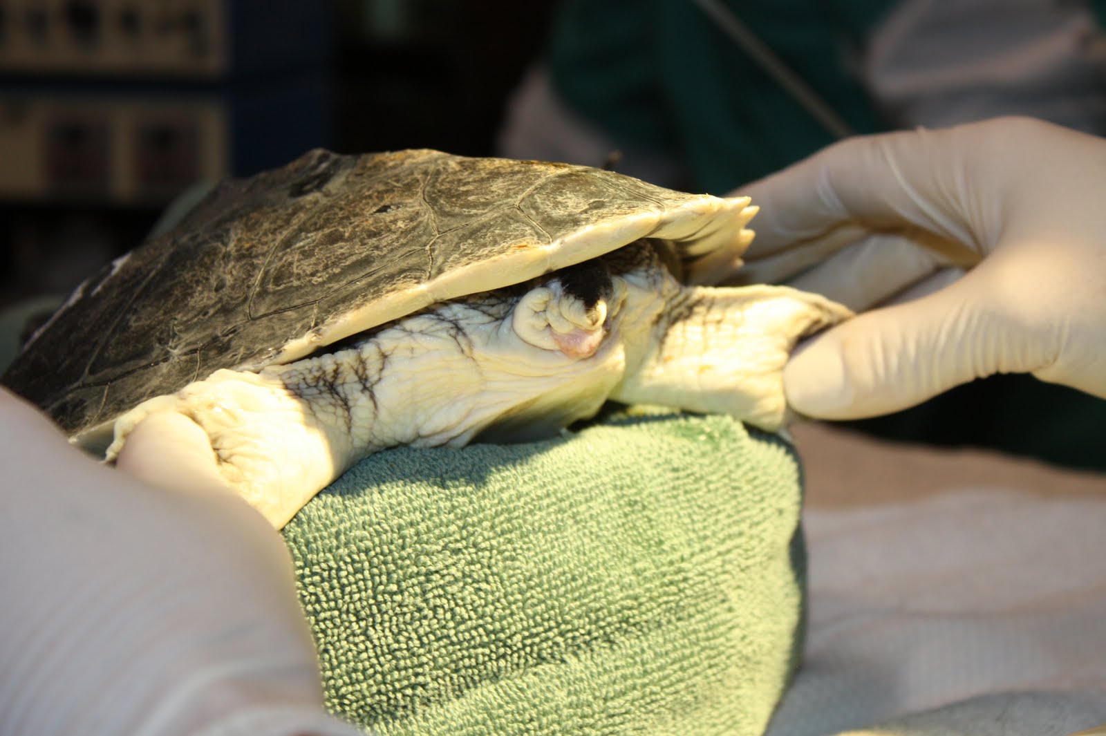 Marine Animal Rescue Team Blog