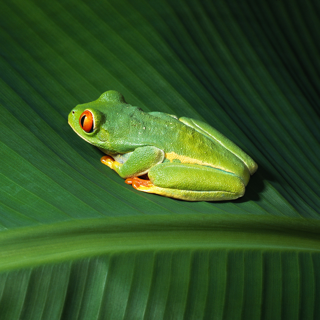 Alumnos de primaria: Los anfibios
