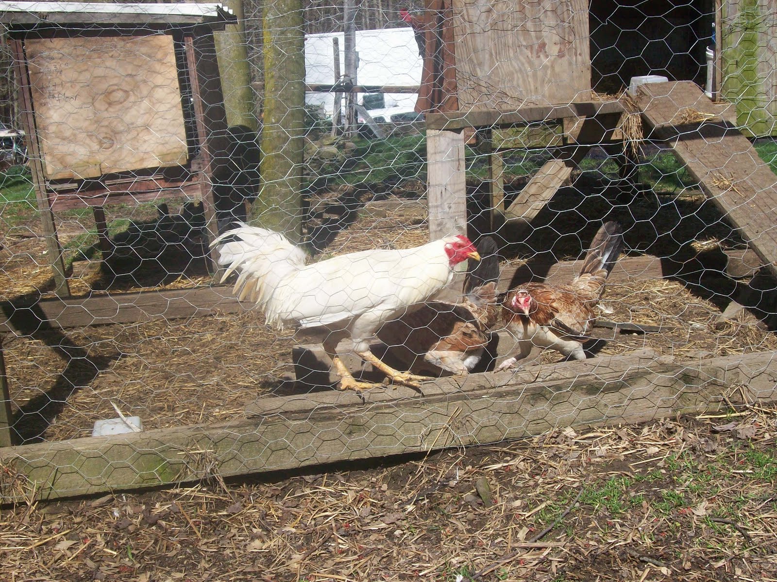 sleepyhollowgamefarm: White Pumpkin broodcock and two Frost Grey hens