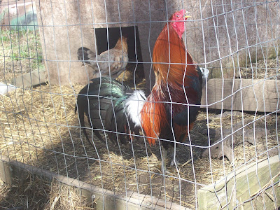 sleepyhollowgamefarm: Doc Robinson Hatch pair