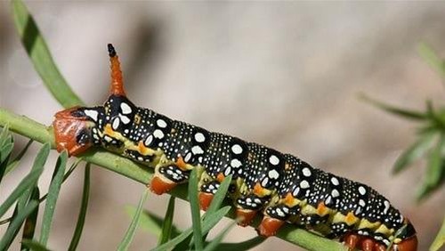 blues budak utara: macam-macam ulat tercantik dan terindah didunia