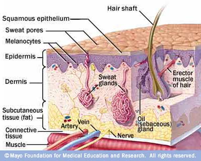 healthy skin