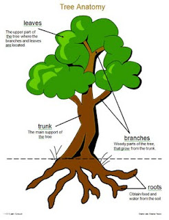 1 - 2 - 3 Learn Curriculum: Tree Anatomy Sheet Added to Fall Fun