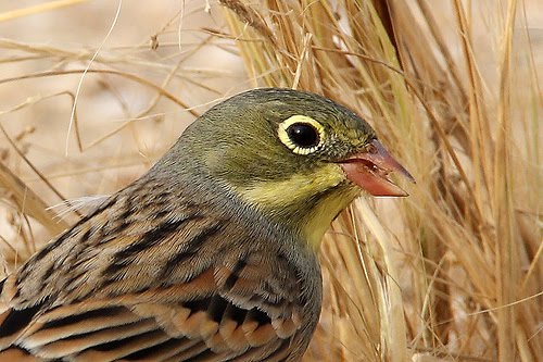 Bird Flight: Ortolan Bunting