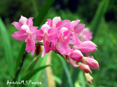 Orquídeas soltas: Rodriguezia secunda