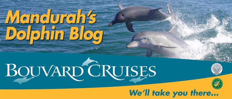 Mandurah's Dolphin Blog: The baby dolphins grow up so fast!