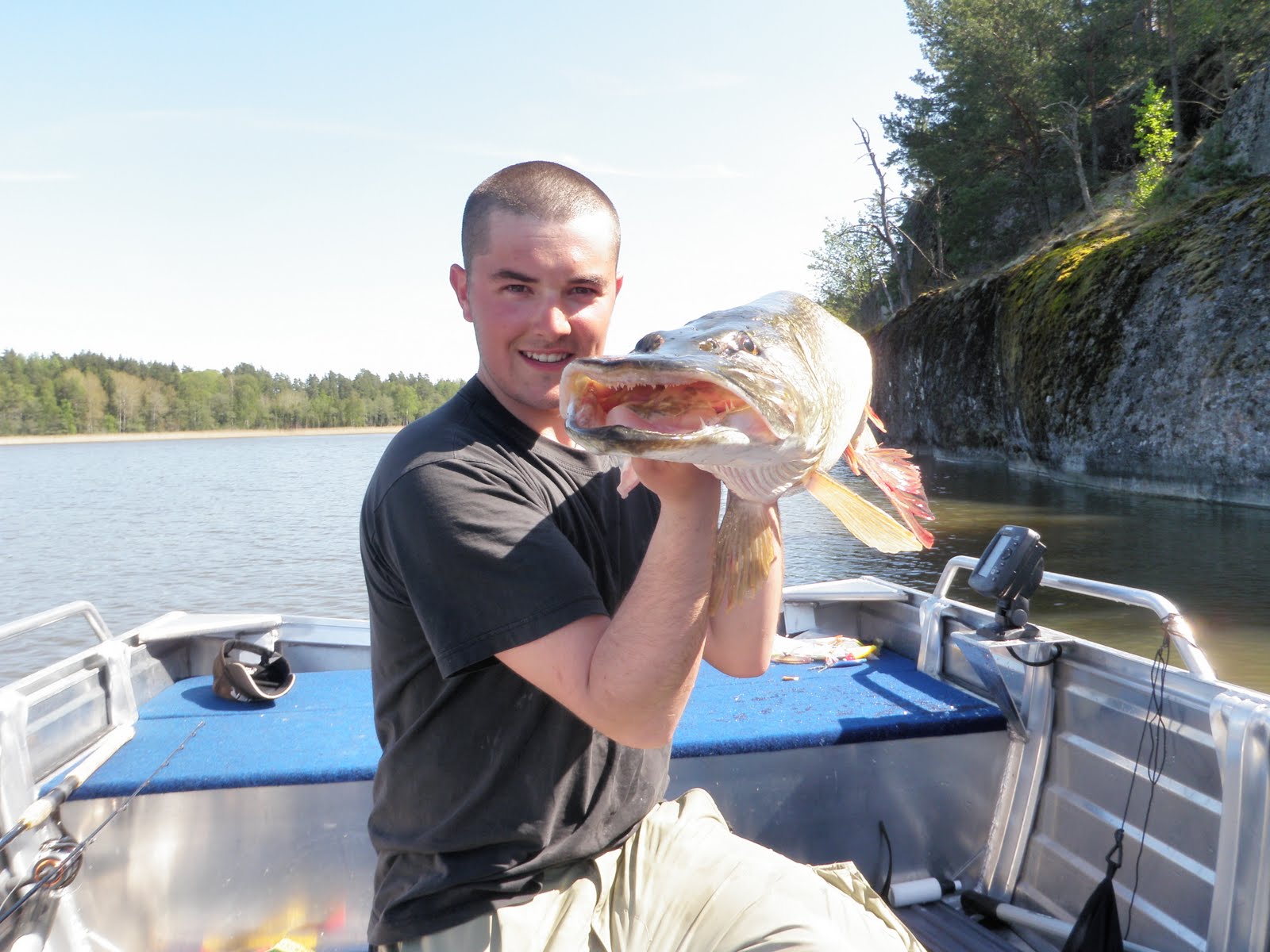 sweden predator fishing: Monster Gädda! Enorme Brochet au Mälaren