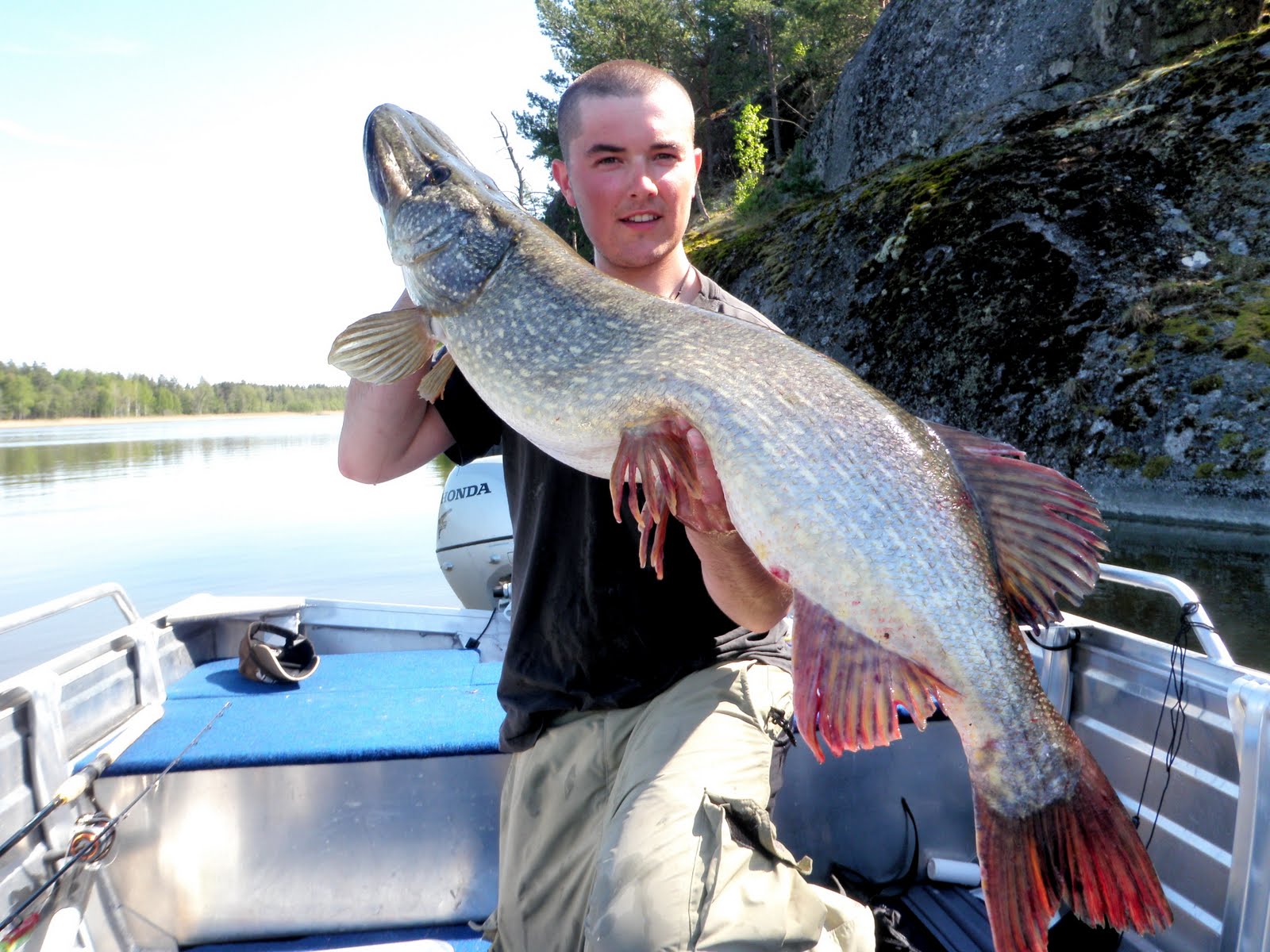 sweden predator fishing: Monster Gädda! Enorme Brochet au Mälaren