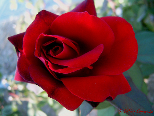 La rosa mas bella del mundo - Imagui