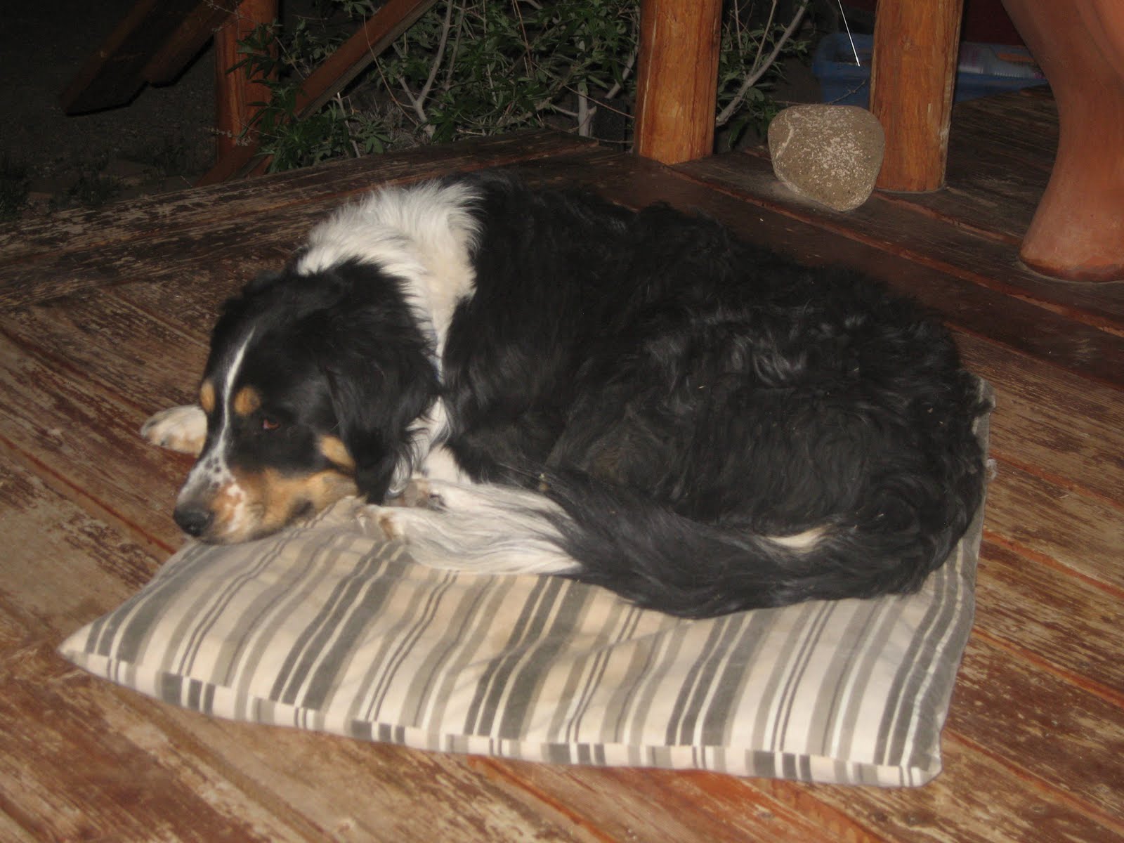 Stumpy Wanders: The Berner (aka Alphonso Bernard Jacob Scout Billy Bob ...