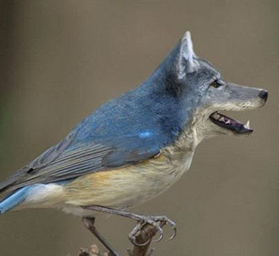 Stumpy Wanders: Bird dogs