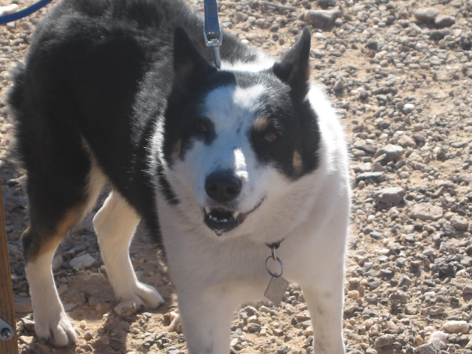 Stumpy Wanders: Paw-teeeeeee (24/7)