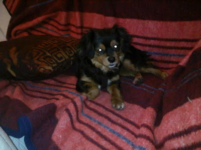 mispequeñosgigantesde4patas: ROSITA, CRUCE DE PEQUINES CHIQUTINA EN ...