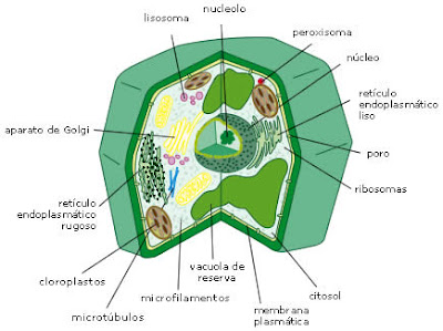 evcdb: Organismos eucarióticos
