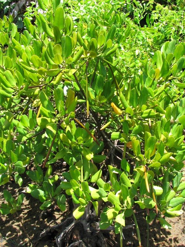 Diversitas Mangrove di Jawa Timur (part 3) ~ Sari Laut
