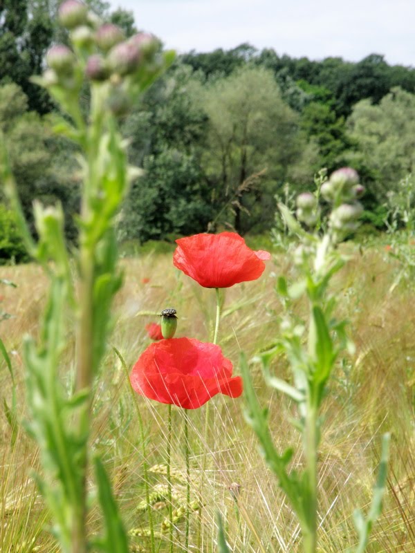 Paully's...: Flori de mac