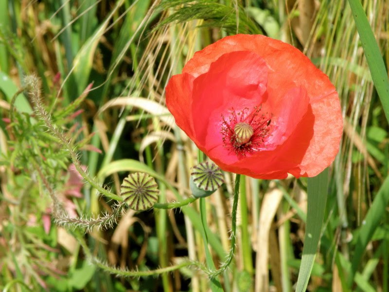 Paully's...: Flori de mac