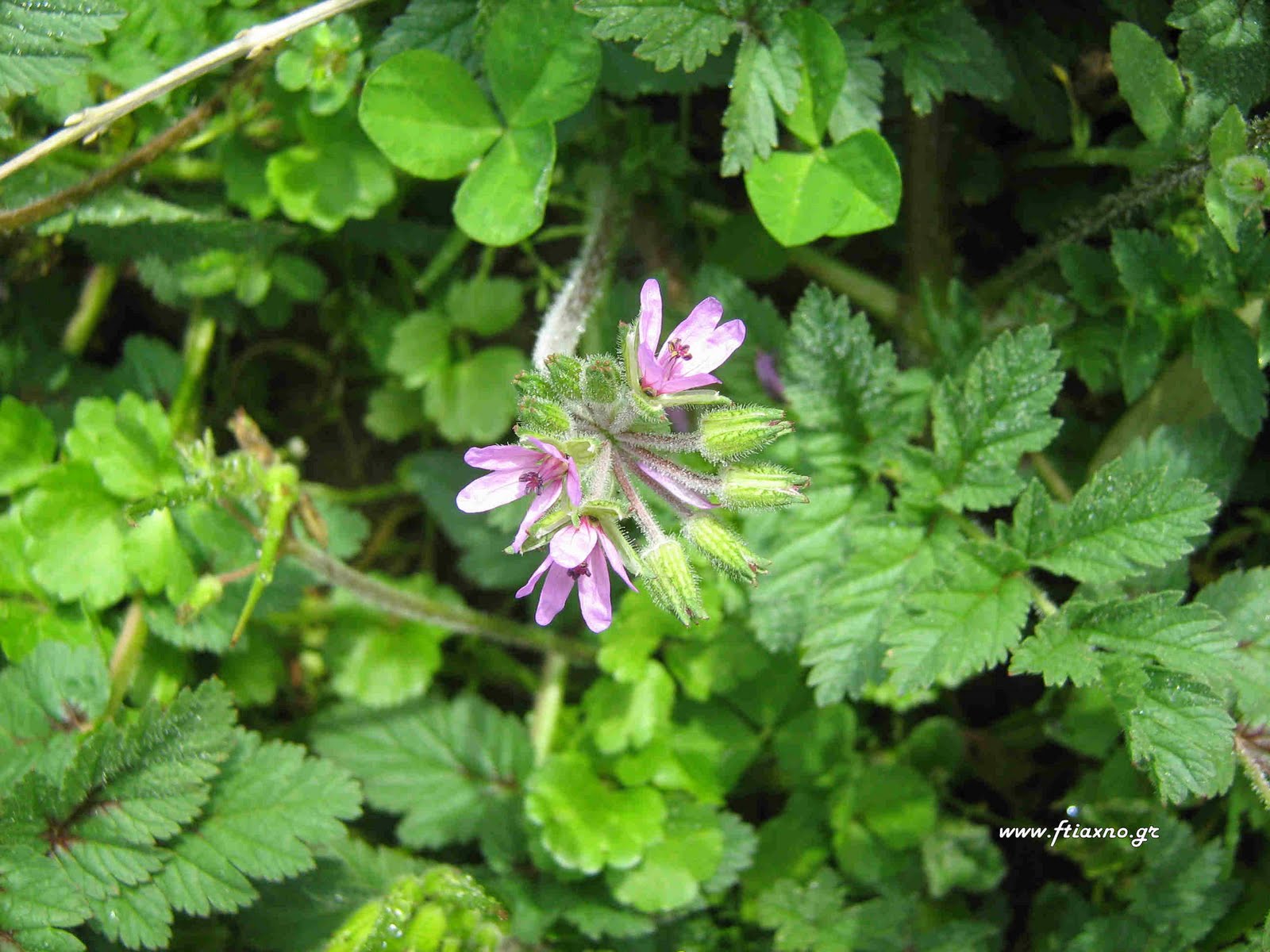 Τα άγνωστα χόρτα της ελληνικής φύσης......Στην Ελληνική ύπαιθρο ...