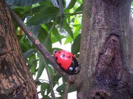 Hemiptera (Ladybugs) Naming of Greek | Animals In The World