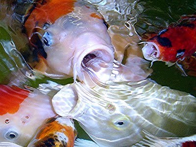 History And Etymology Of Koi Fish | Animals In The World