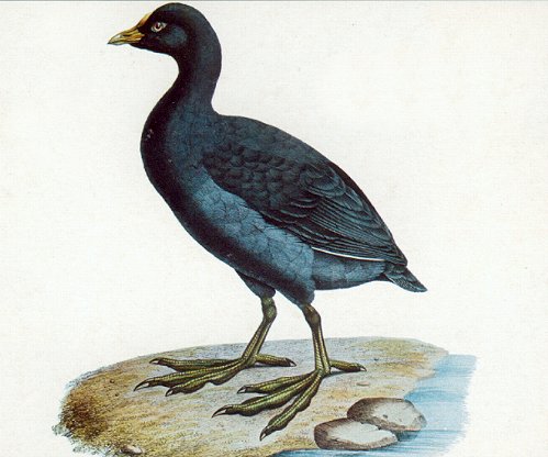 Fundación AÑAÑUCA: TAGUA TAGUA: Antiguo Paraiso del Genero FULICA