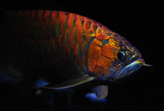 Photograph's and Wallpaper: Arowana - The Red Dragon Fish