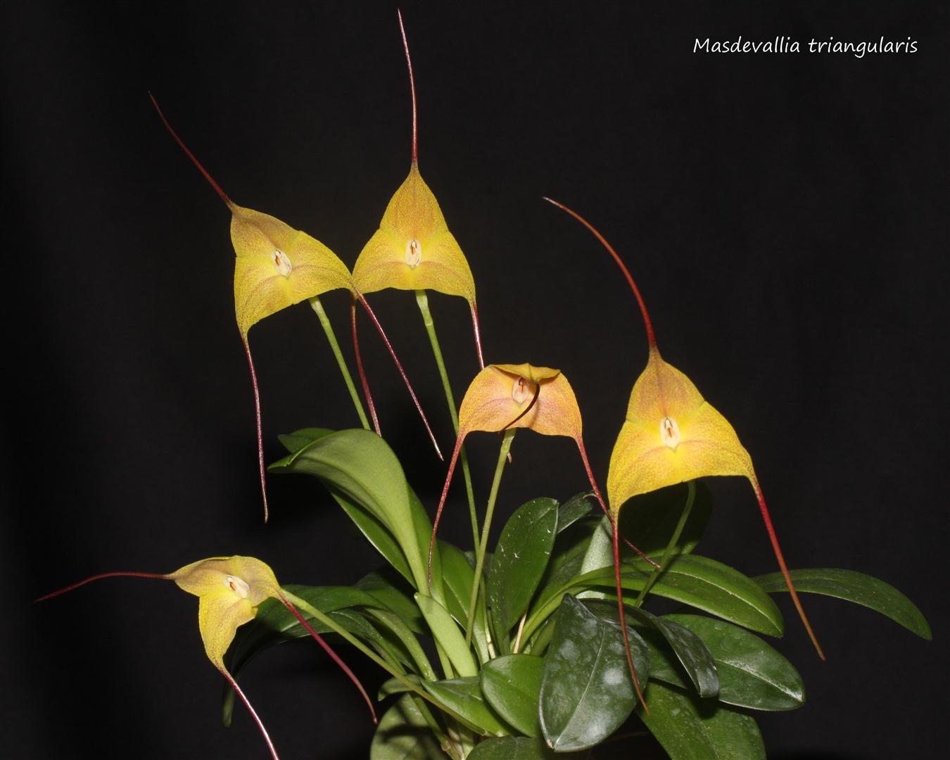 cattleyamasdevallia: Masdevallia triangularis
