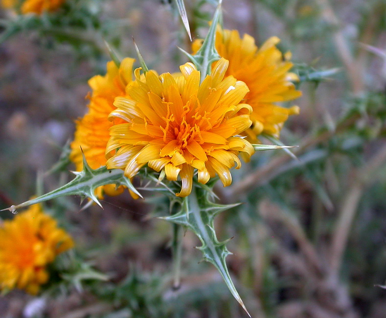 TERRITORIO NATURAL: CARDILLO
