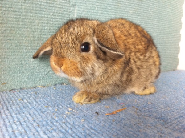Rabbits for sale in Singapore!: (Sold) cute chestnut Holland Lop 4weeks!