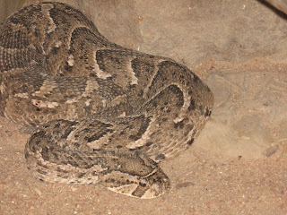 African Wildlife: Puff Adder Facts