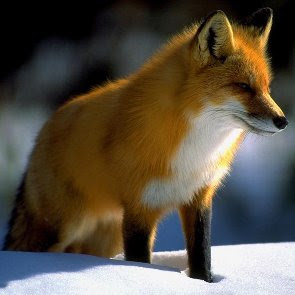 El rincon de Jonatan ;): Azeria