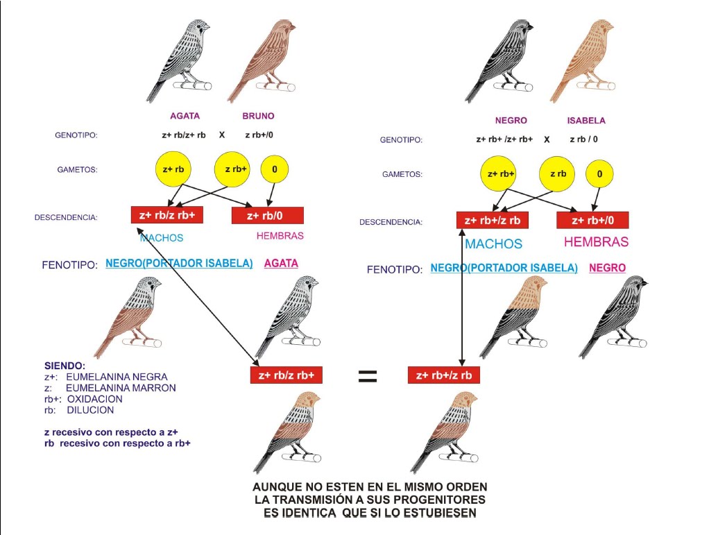 AVIVEIRA: GENETICA