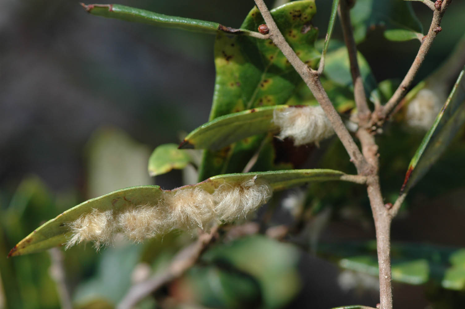 Field Biology in Southeastern Ohio: That took a lot of GALL
