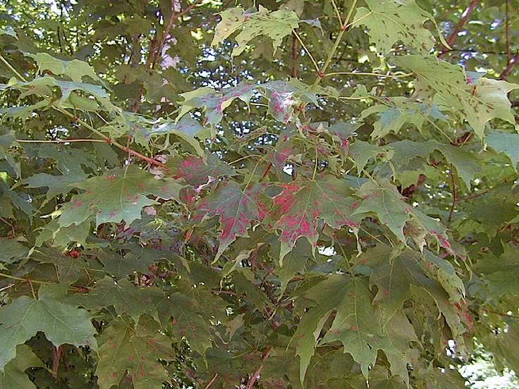 Field Biology in Southeastern Ohio: That took a lot of GALL